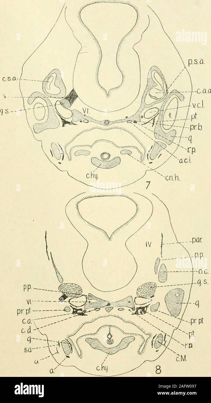 . Journal of morphology. ^ a Fig. 5 Cross section of the same embryo ...