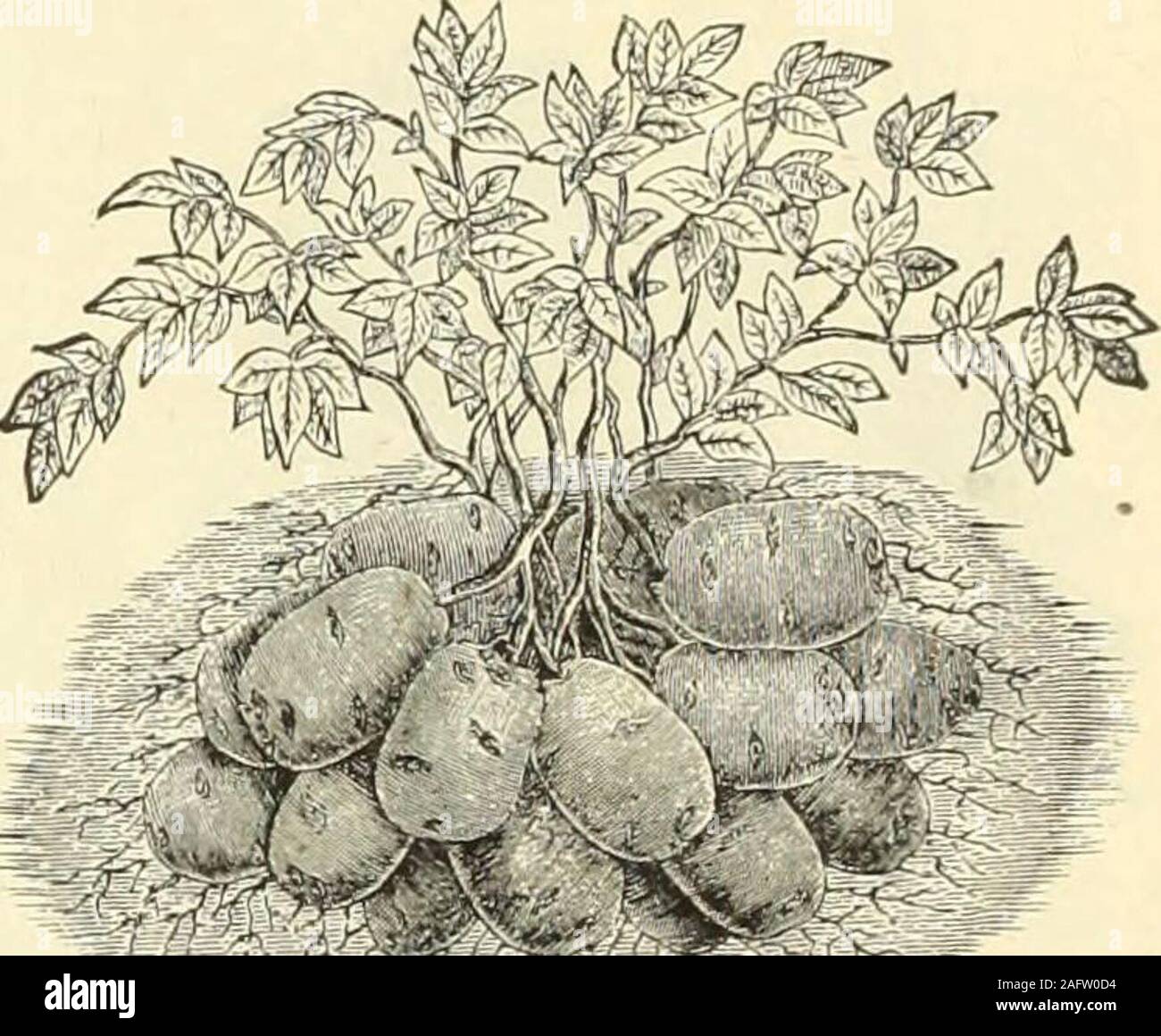 Walter raleigh potato hi-res stock photography and images - Alamy