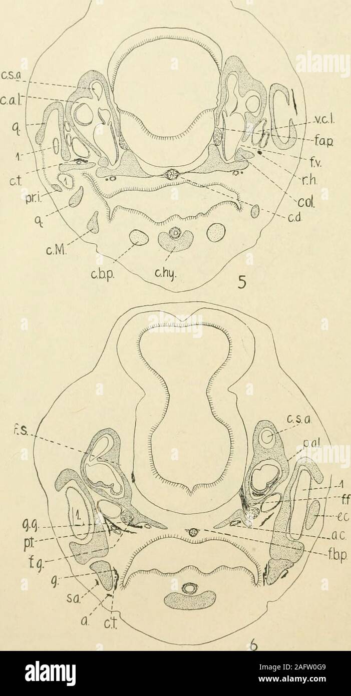 . Journal of morphology. Fig. 3 Cross section through the otic region ...