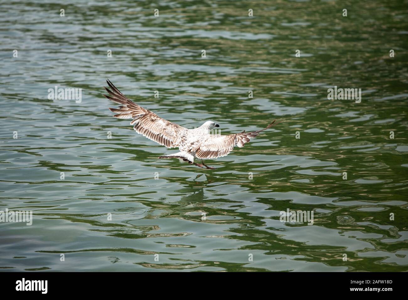 Seagull swimming underwater hi-res stock photography and images - Alamy