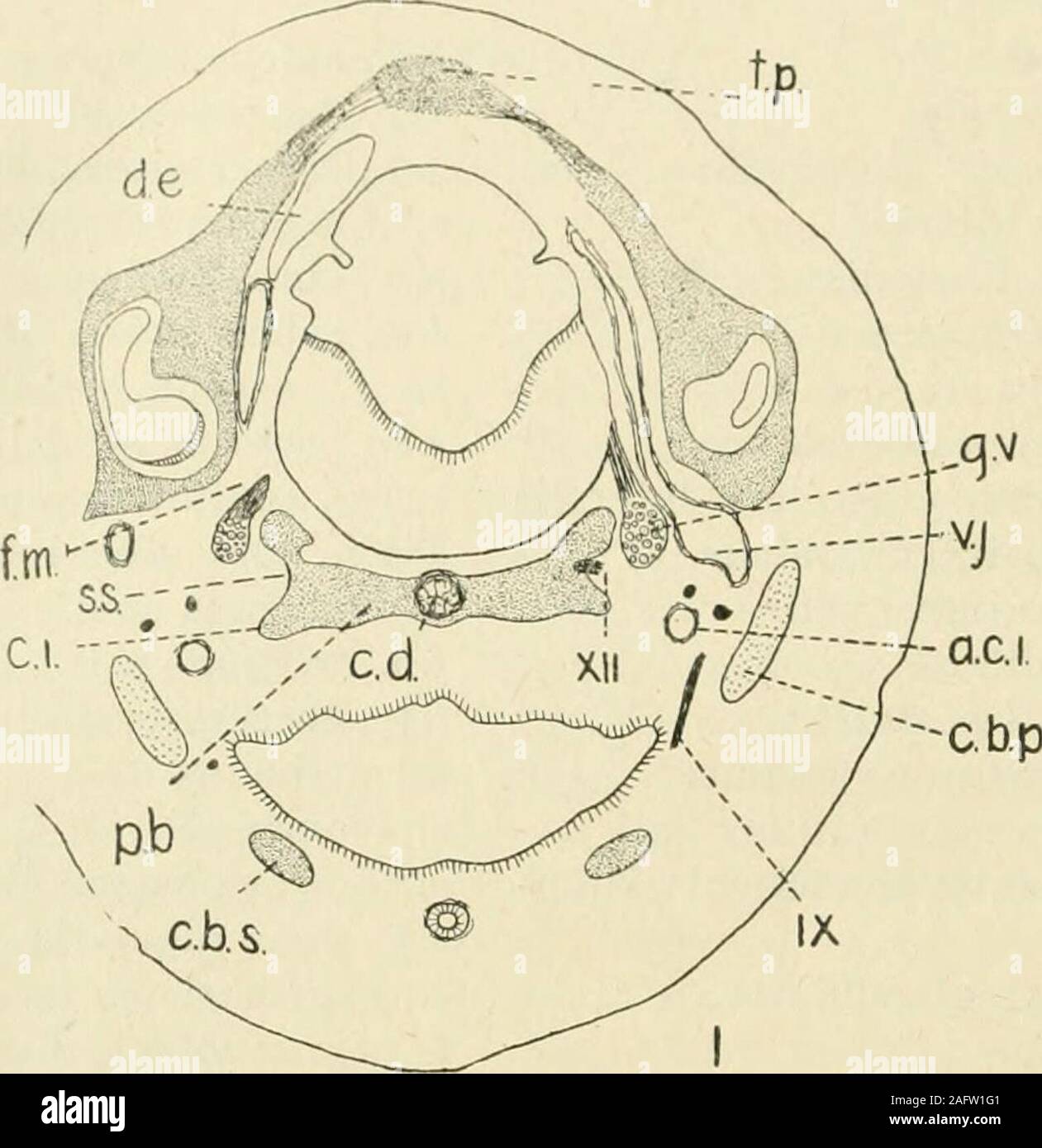 . Journal of morphology. p.s.a., prominentia semicircularis an-terior p ...