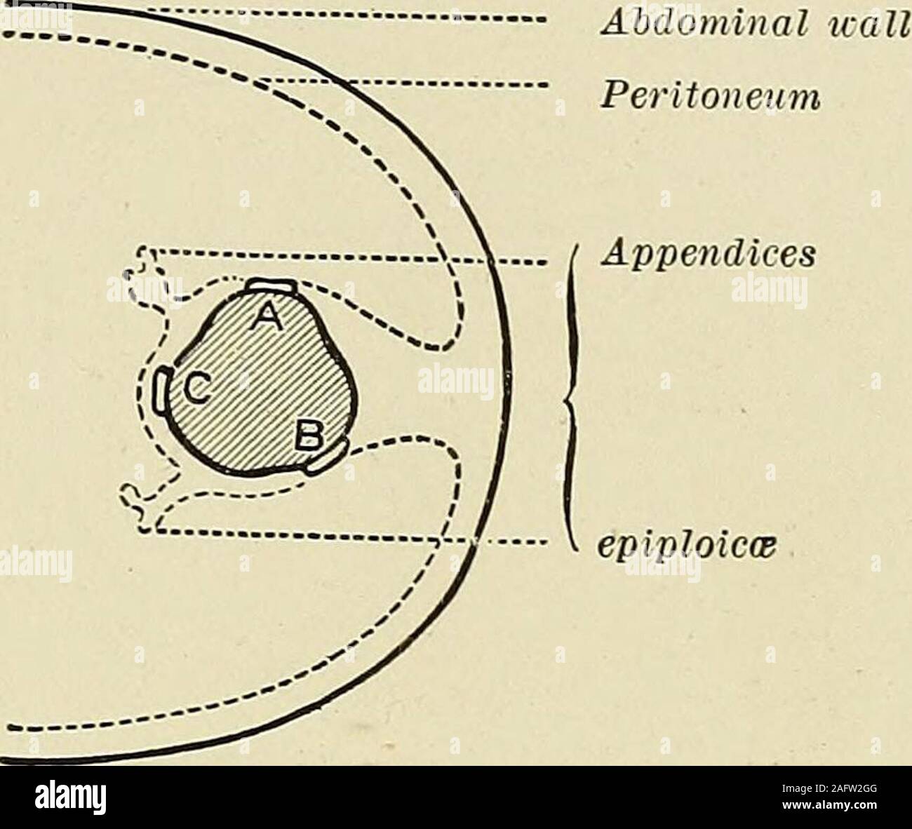 Normal rectum hi-res stock photography and images - Alamy