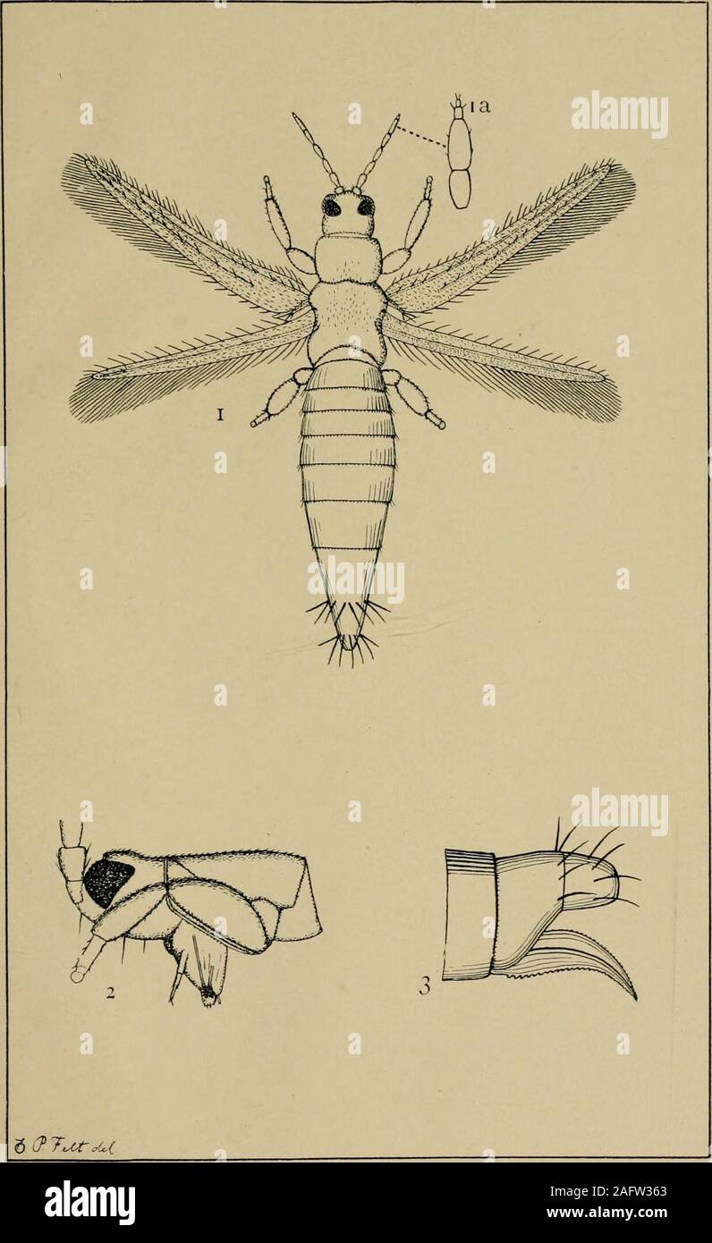 . Report on the injurious and other insects of the State of New York ...