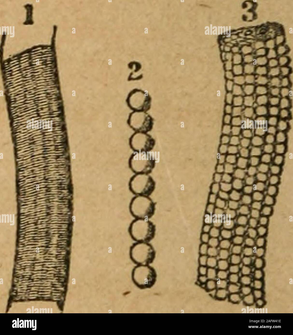 Fibr hi-res stock photography and images - Alamy