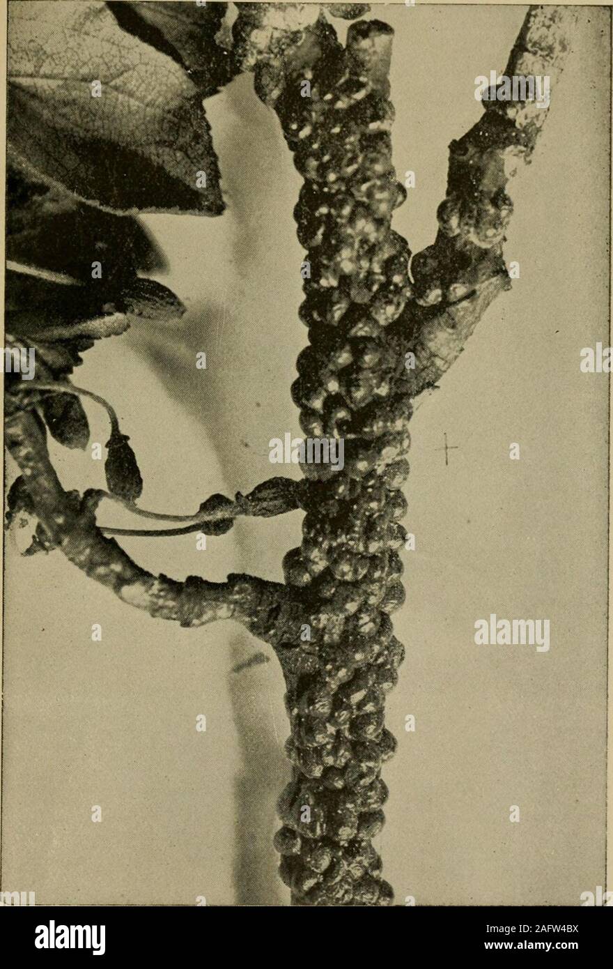 Scale insect maple tree hi-res stock photography and images - Alamy