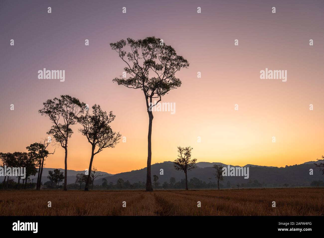 sweet sunrise above the big trees in the rice field during harvest ...