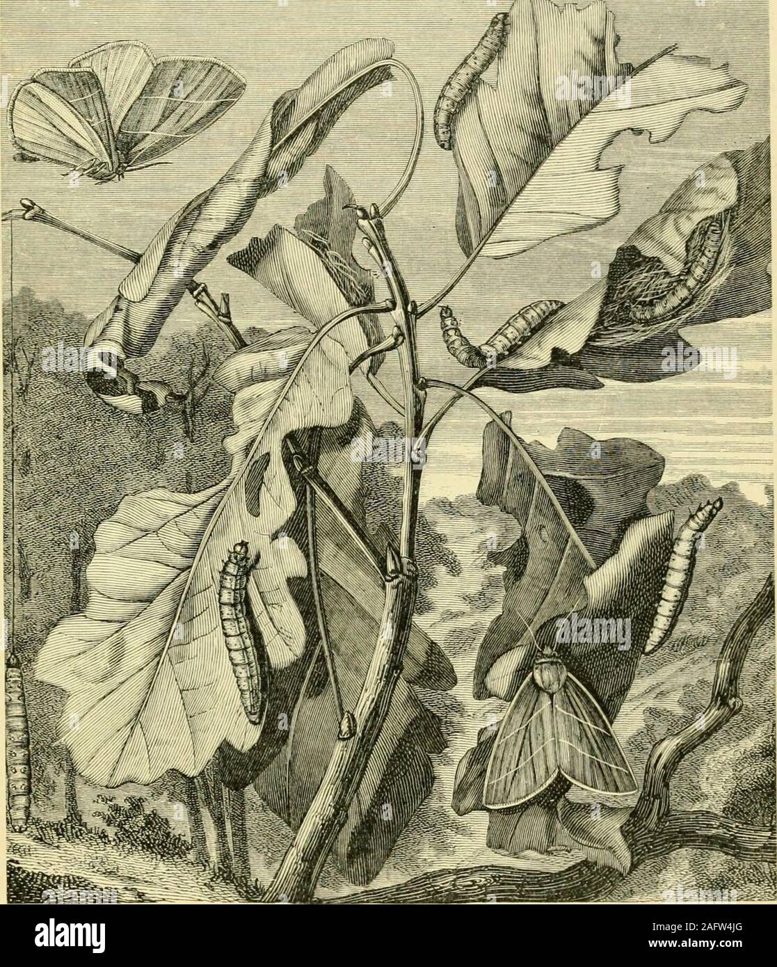 . The transformations (or metamorphoses) of insects (Insecta, Myriapoda ...