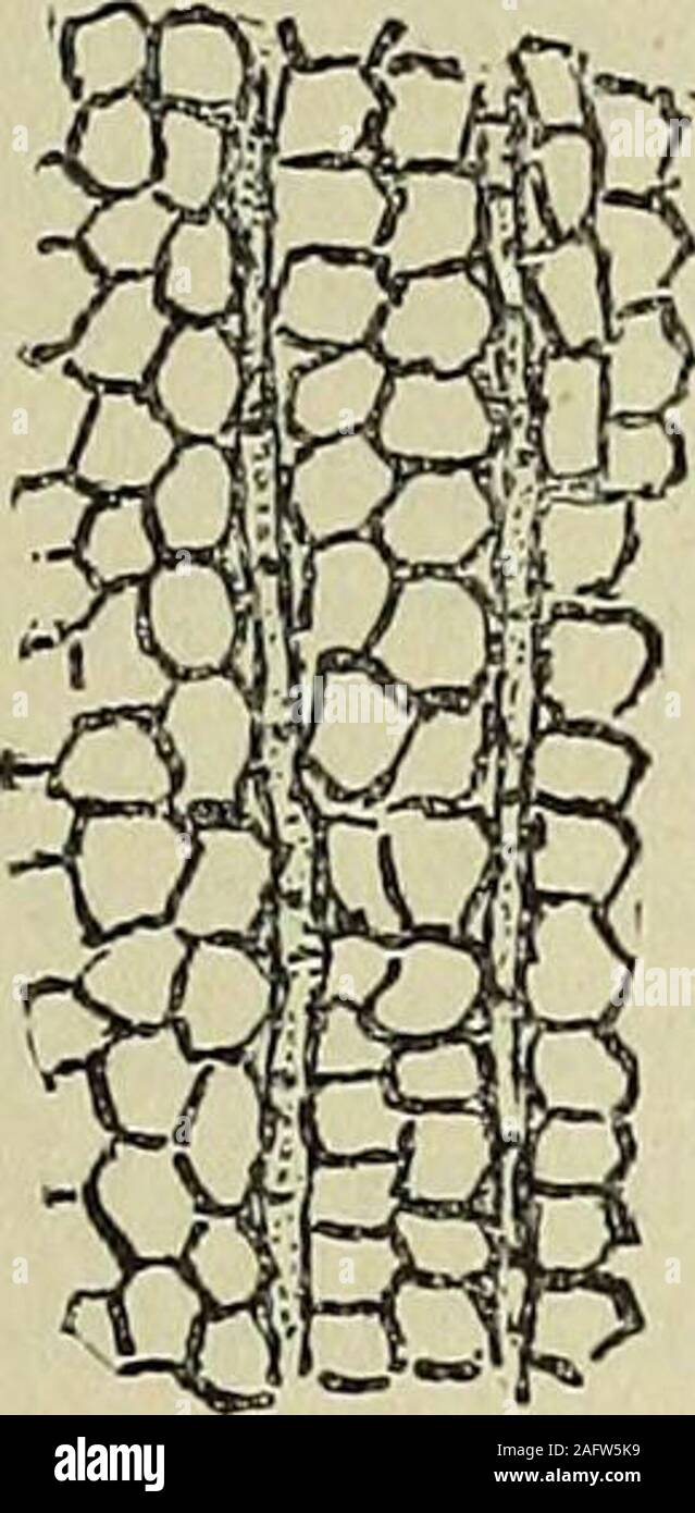 Transverse arc hi-res stock photography and images - Alamy