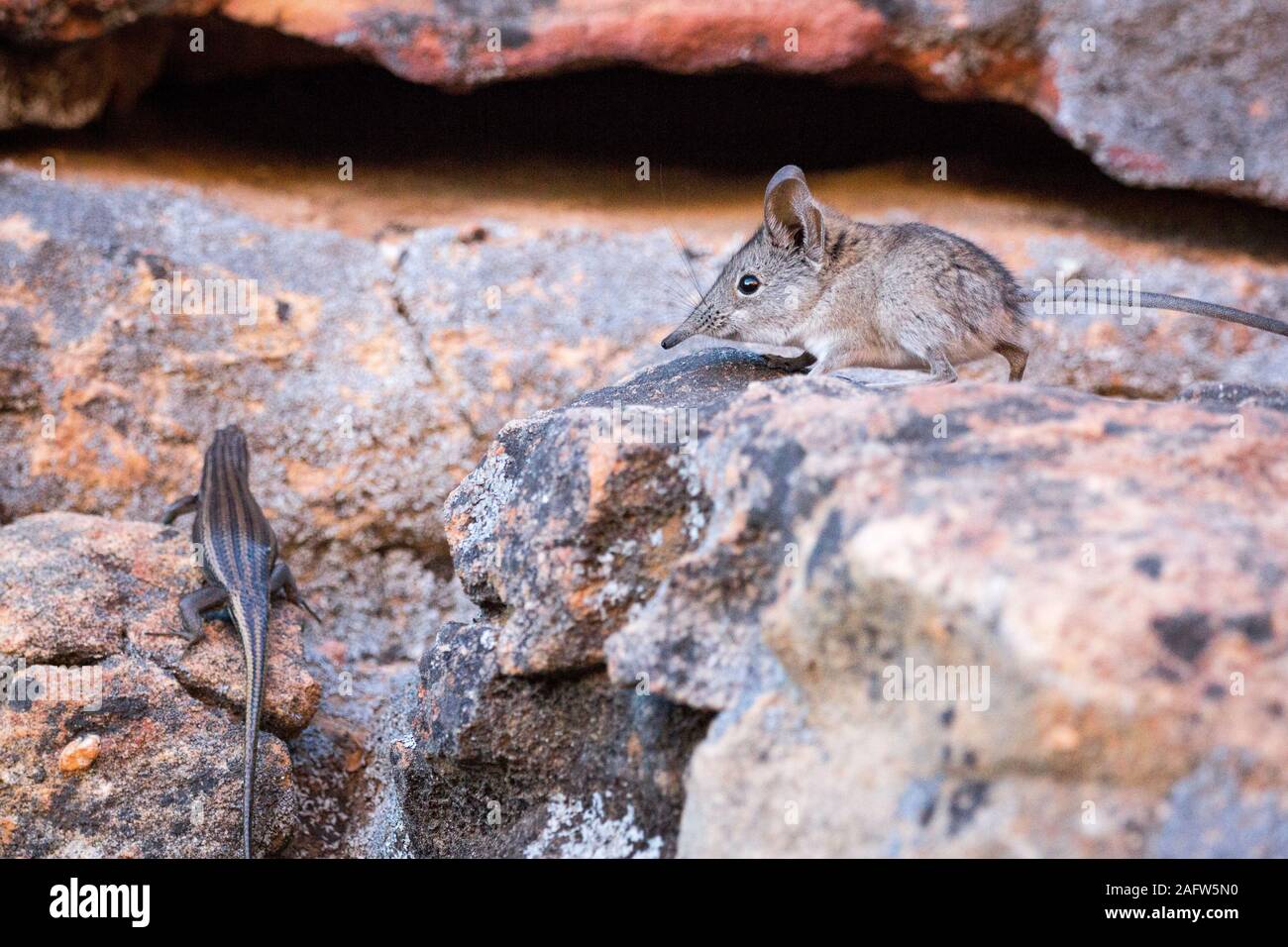 Jumping shrew hi-res stock photography and images - Alamy