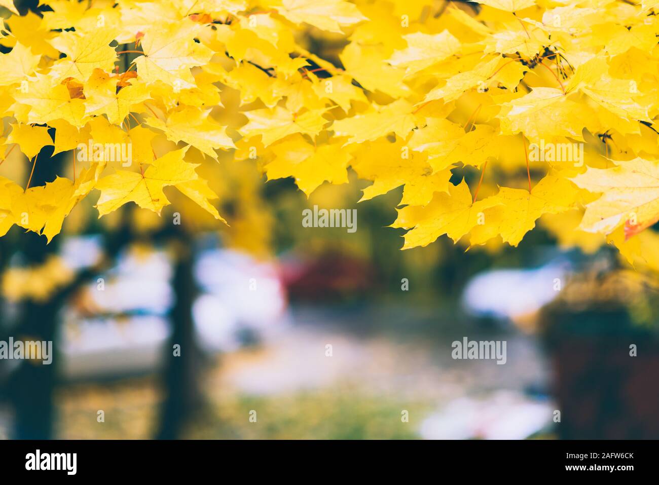 autumn landscape in a Park in Moscow in October Stock Photo - Alamy