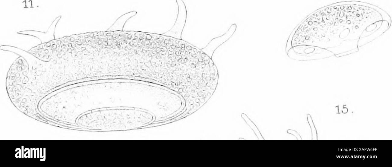 Rhizopoda hi-res stock photography and images - Alamy