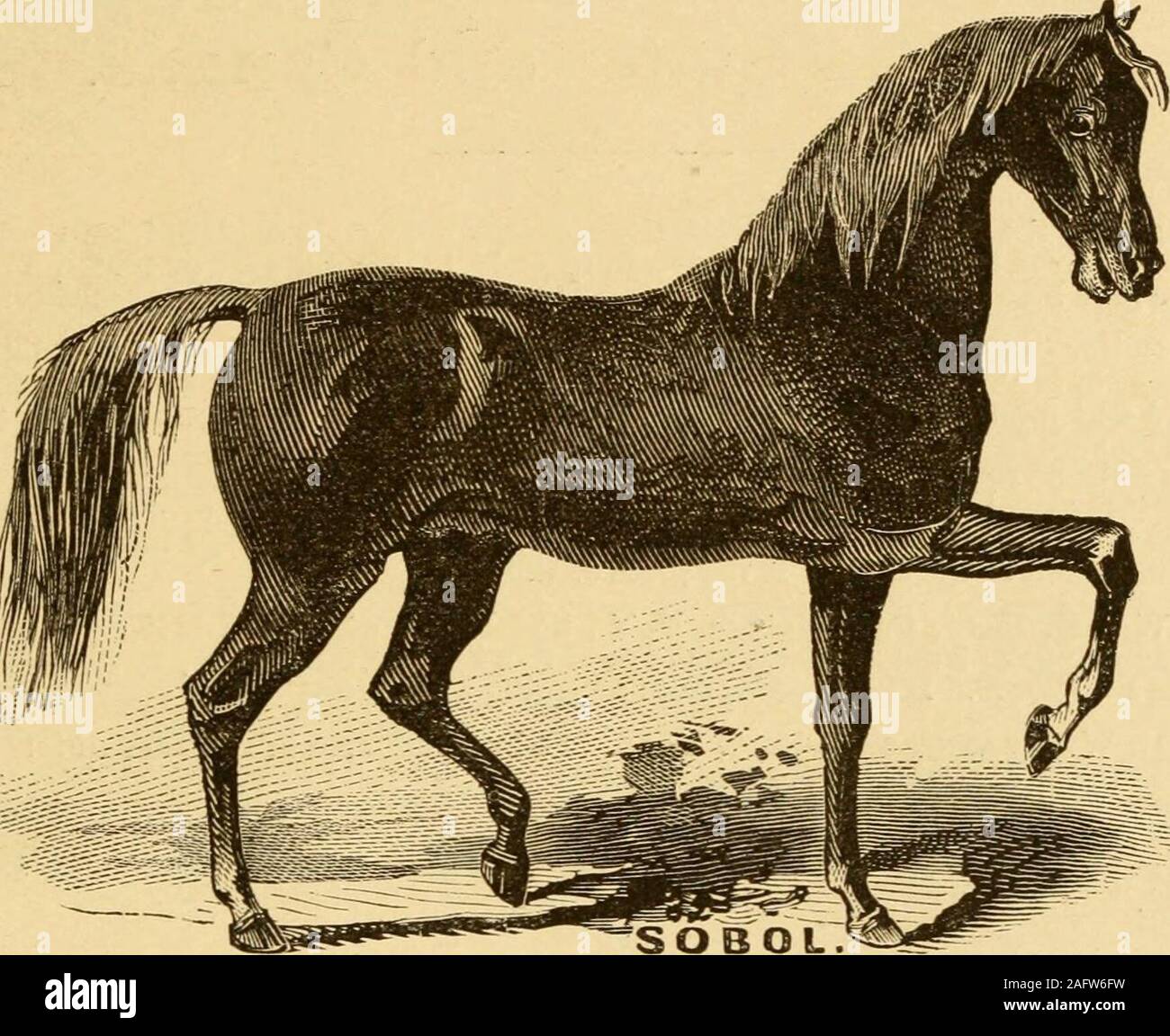 Bone spavin hi-res stock photography and images - Alamy