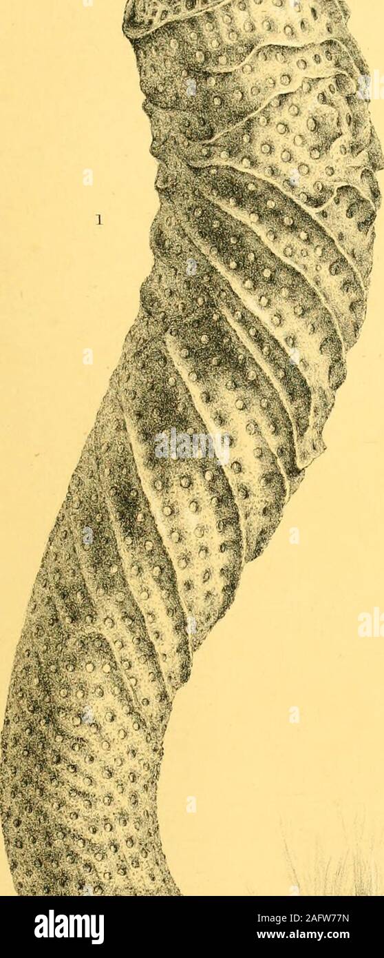 Euplectella aspergillum hi-res stock photography and images - Alamy