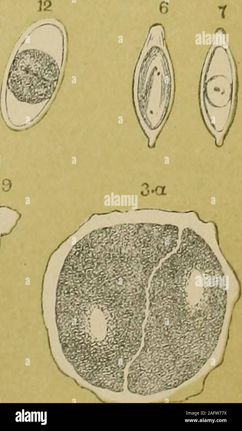 Gregarina hi-res stock photography and images - Alamy