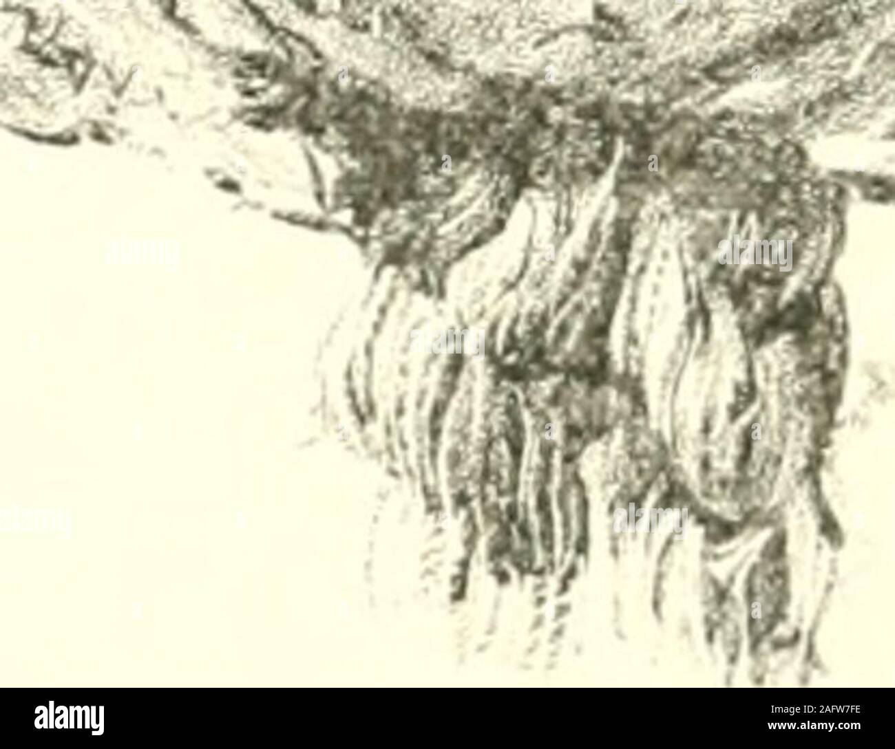 . Lacunar basilicae Sancti Macarii, aberdonensis: the heraldic ceiling ...