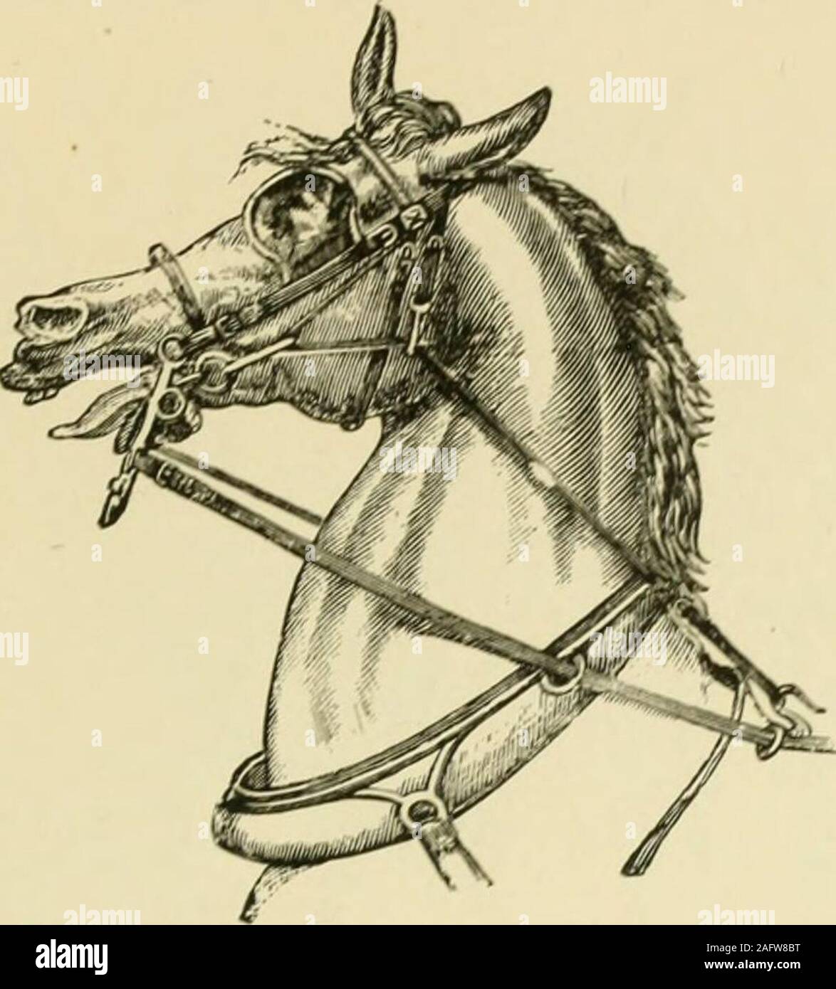 Bearing rein hi-res stock photography and images - Alamy