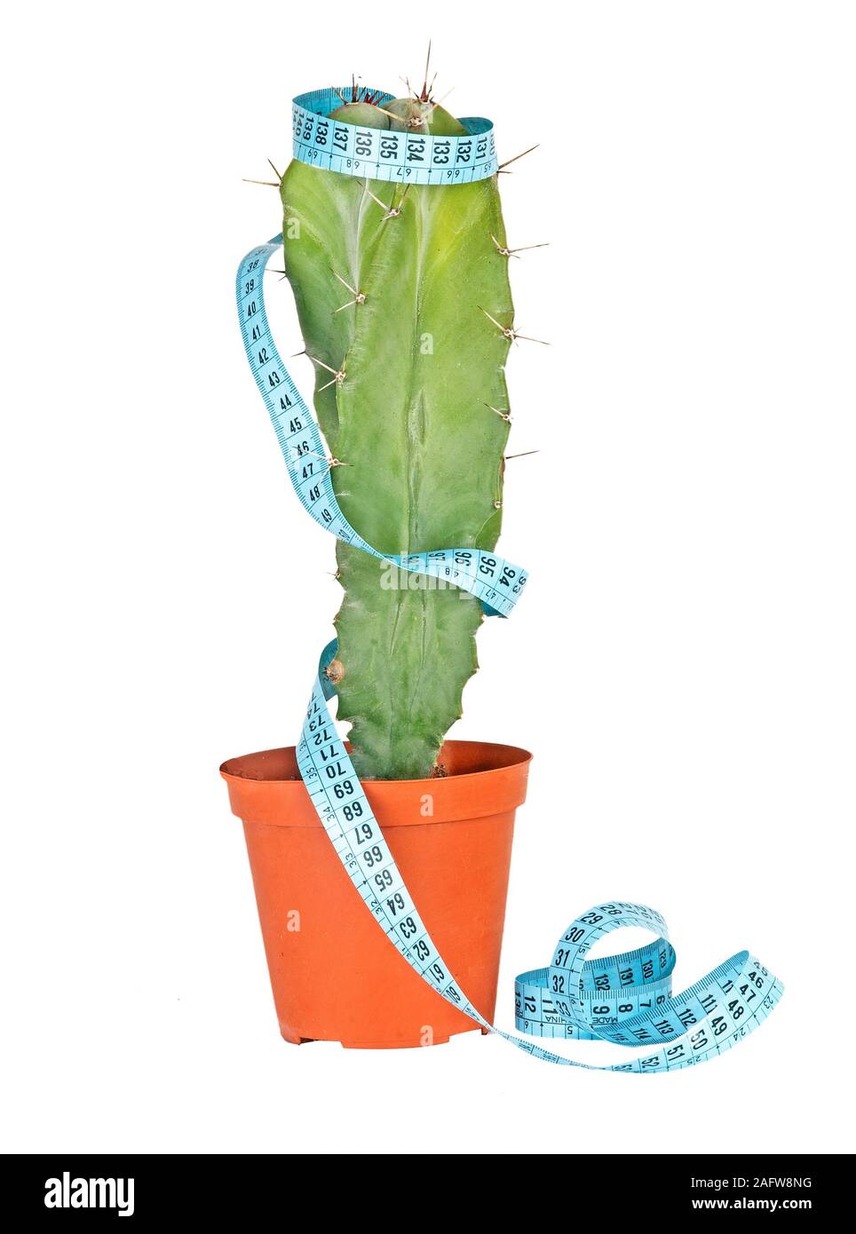 Cactus in a pot and measuring type Stock Photo - Alamy