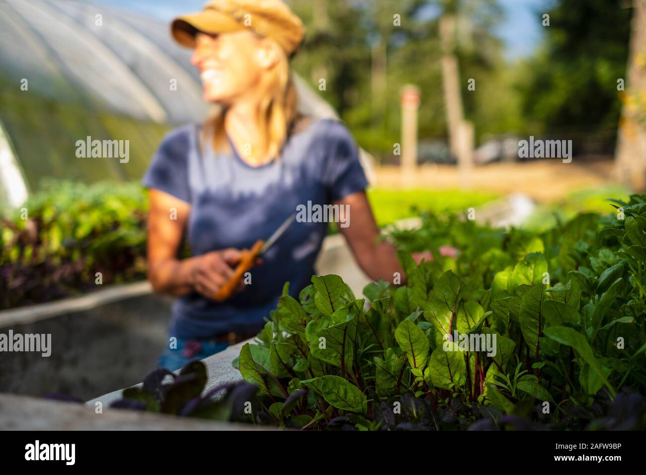 Dandelion greens hi-res stock photography and images - Alamy