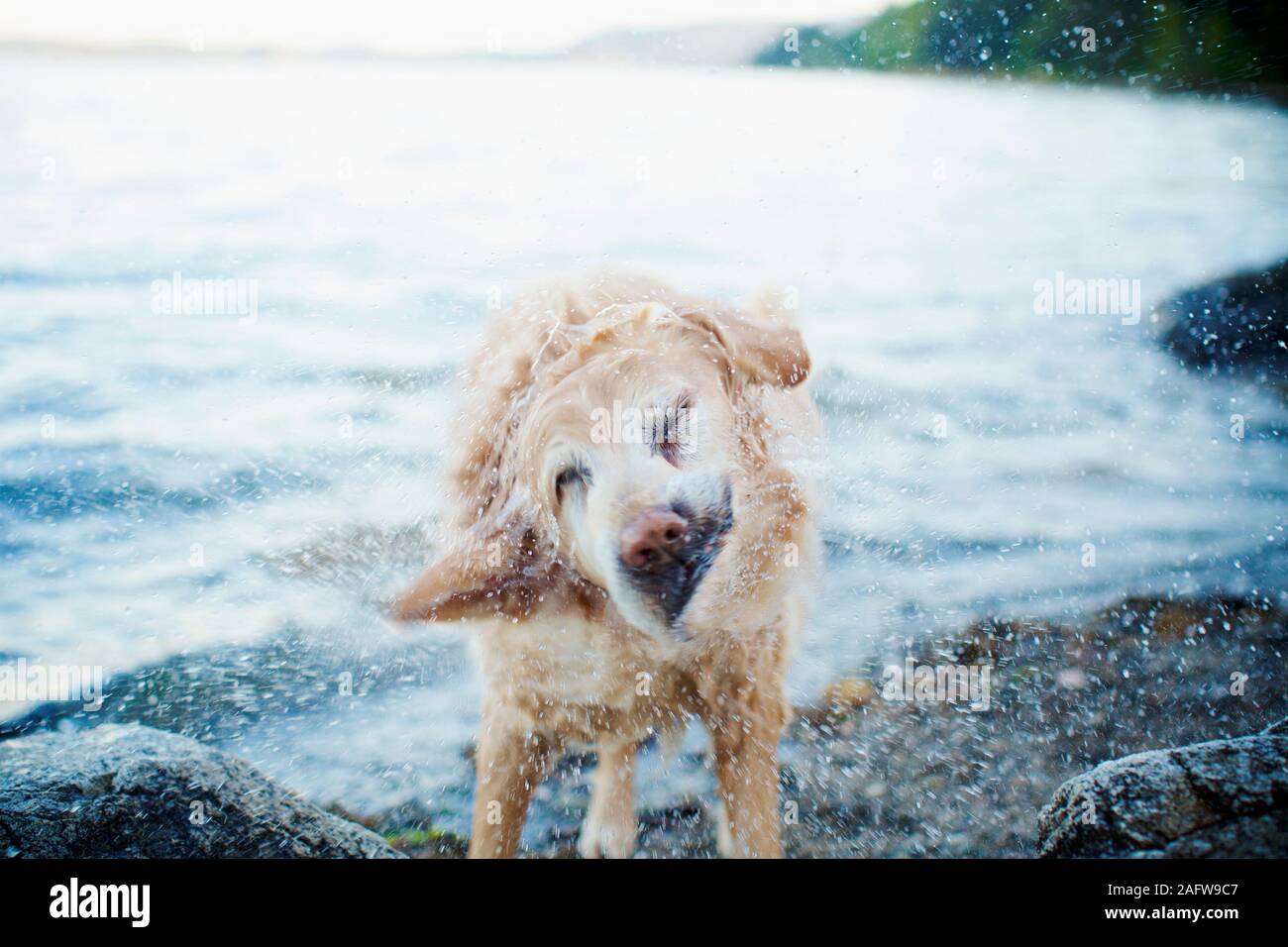 Wet dog shaking water off on beach Stock Photo - Alamy
