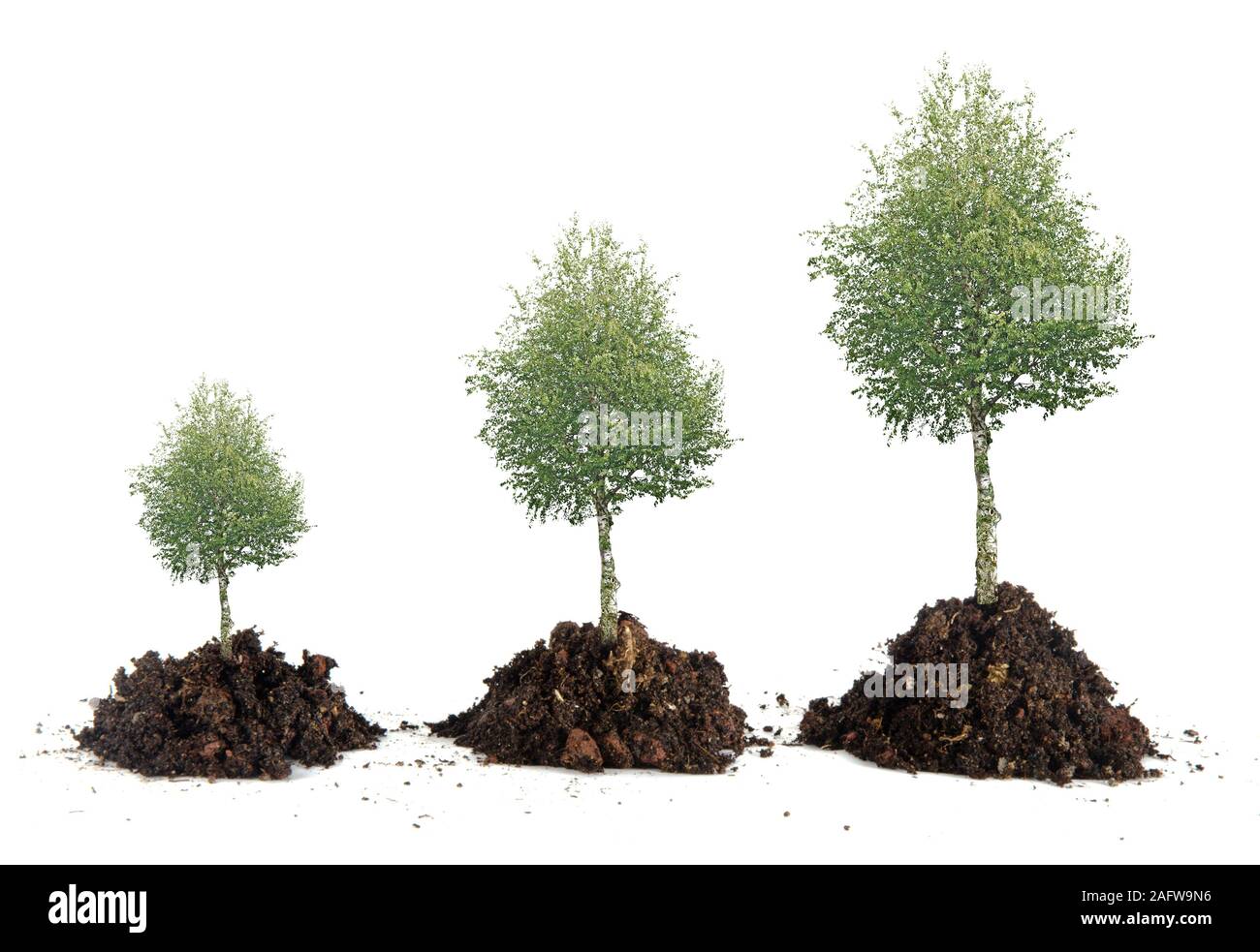 Three Birch trees isolated on white background Stock Photo - Alamy