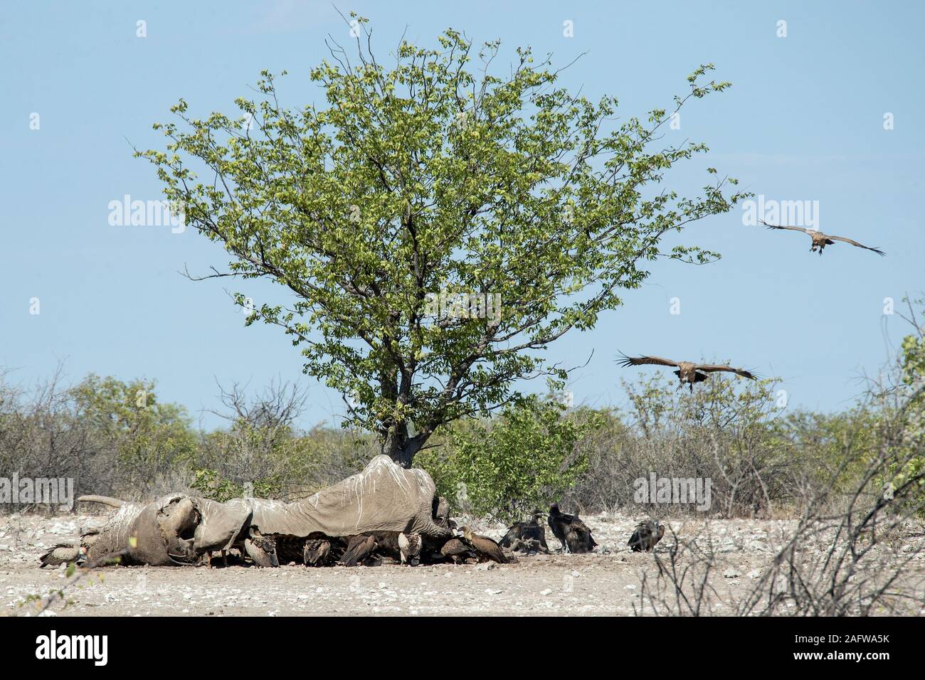 Vultures feeding on an elephant carcass in the Etosha Bush Stock Photo ...