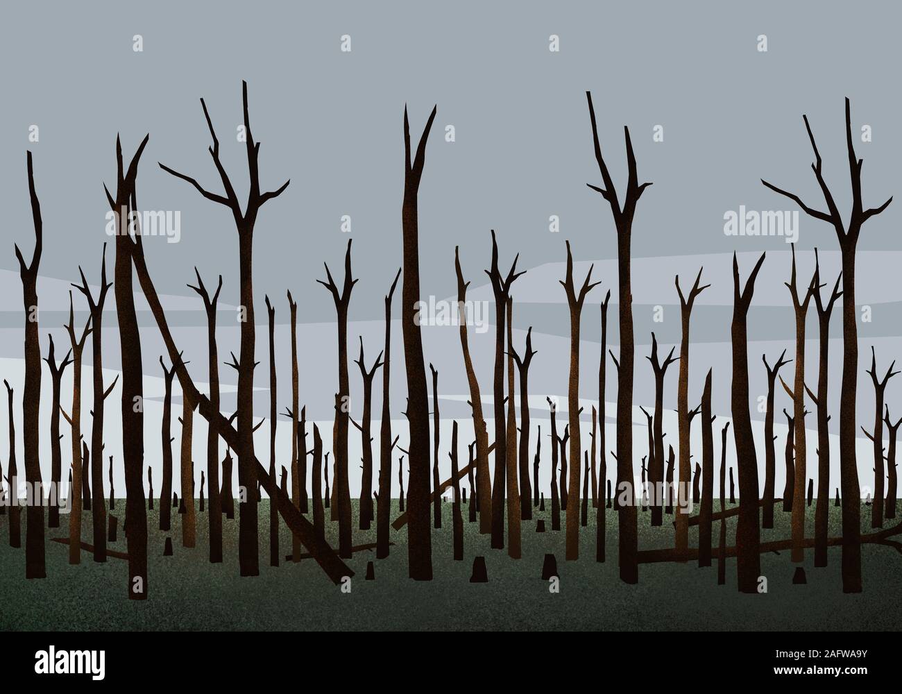 Burned trees in woods after forest fire Stock Photo - Alamy