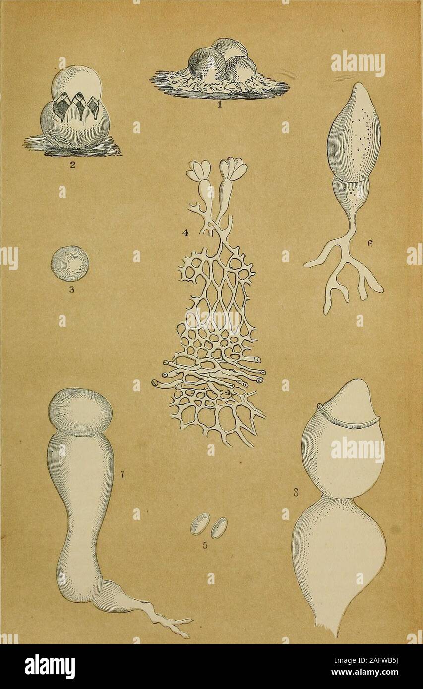 Ferdinand cohn hi-res stock photography and images - Alamy