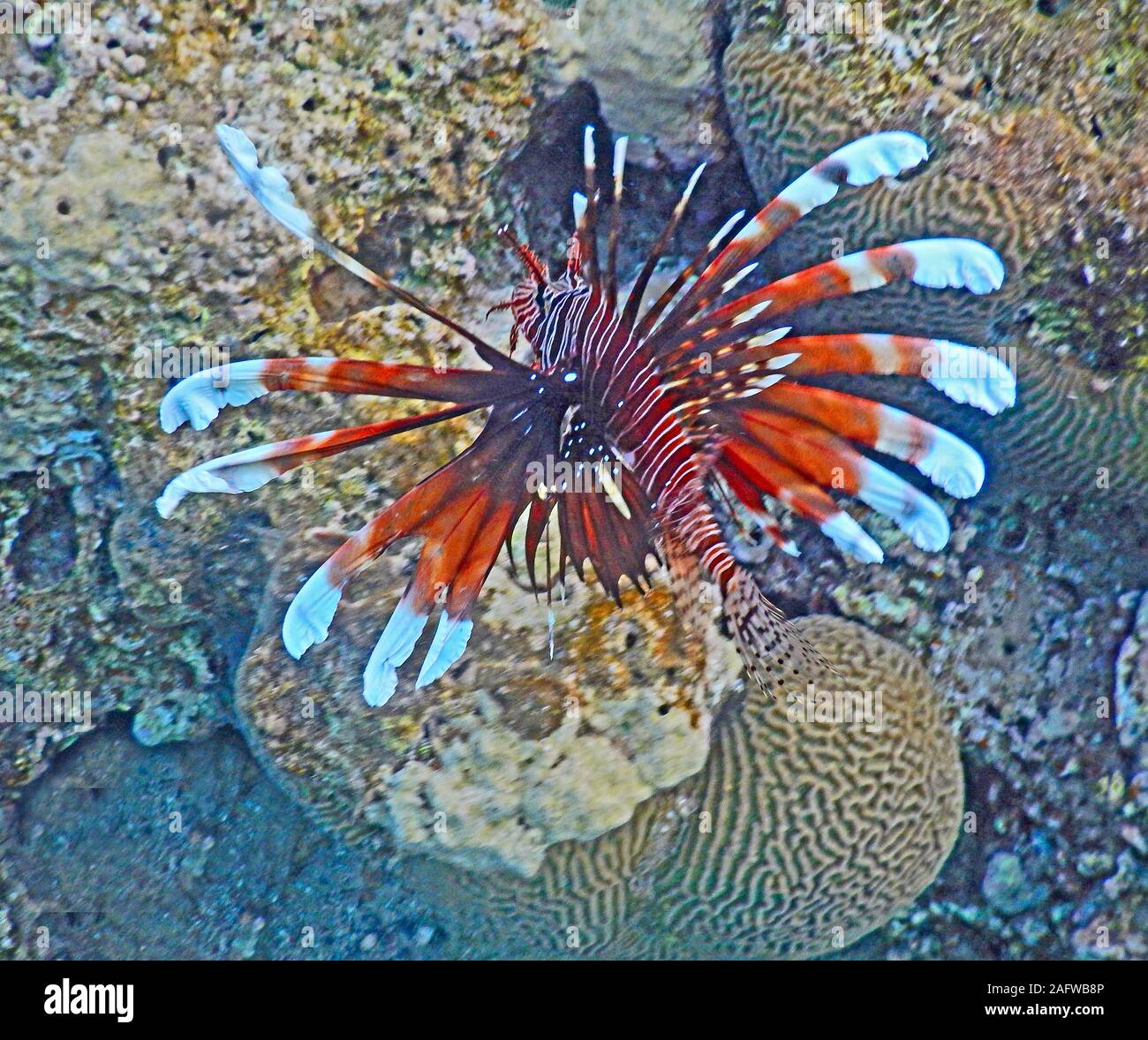 leon fish at red sea Stock Photo - Alamy