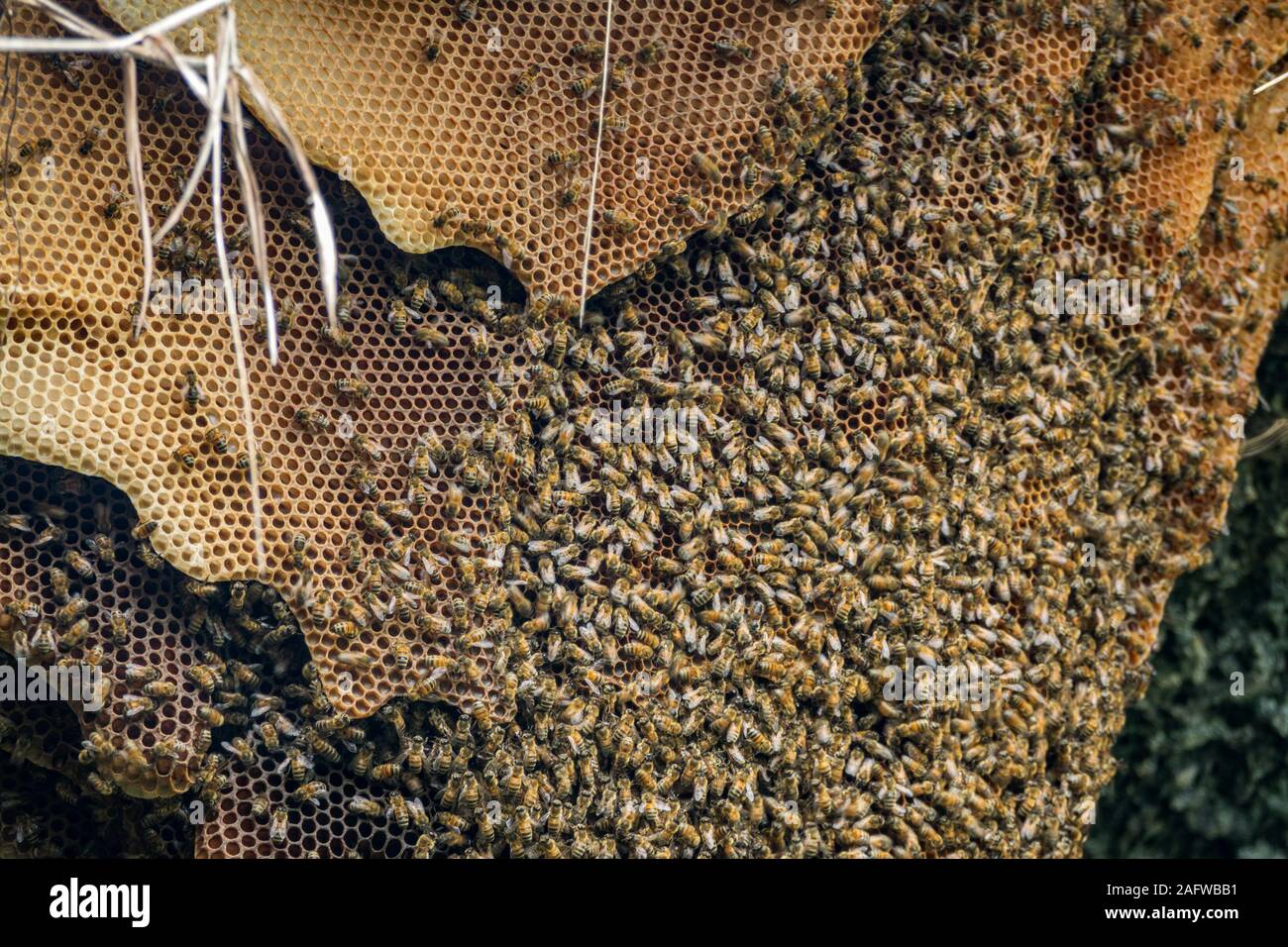 Hanging on cave roof hi-res stock photography and images - Alamy