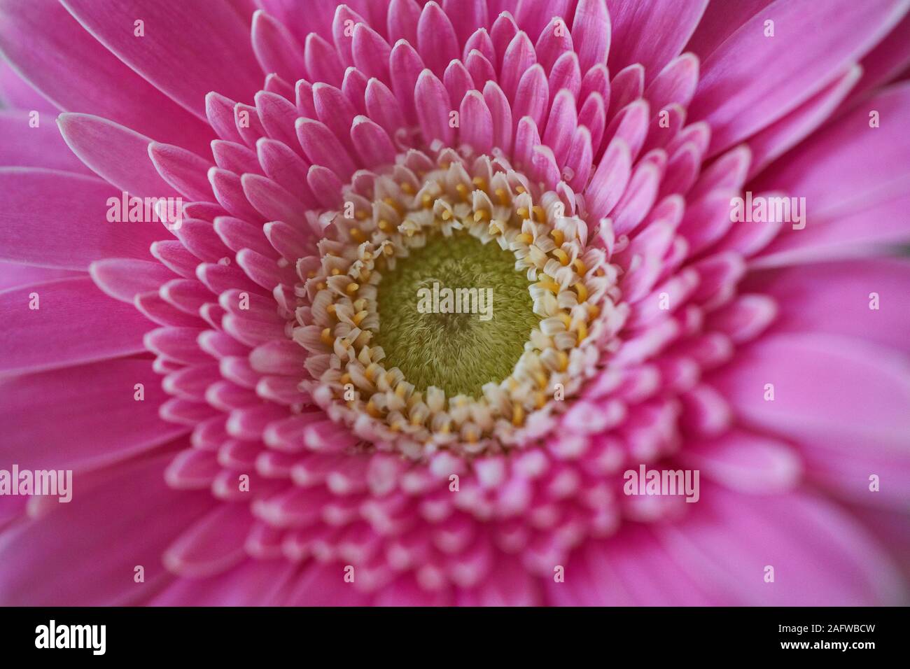Gerbera in detail hi-res stock photography and images - Alamy