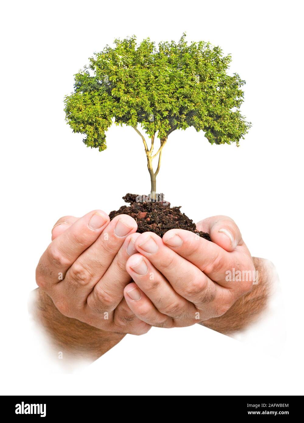 tree in hands Stock Photo - Alamy