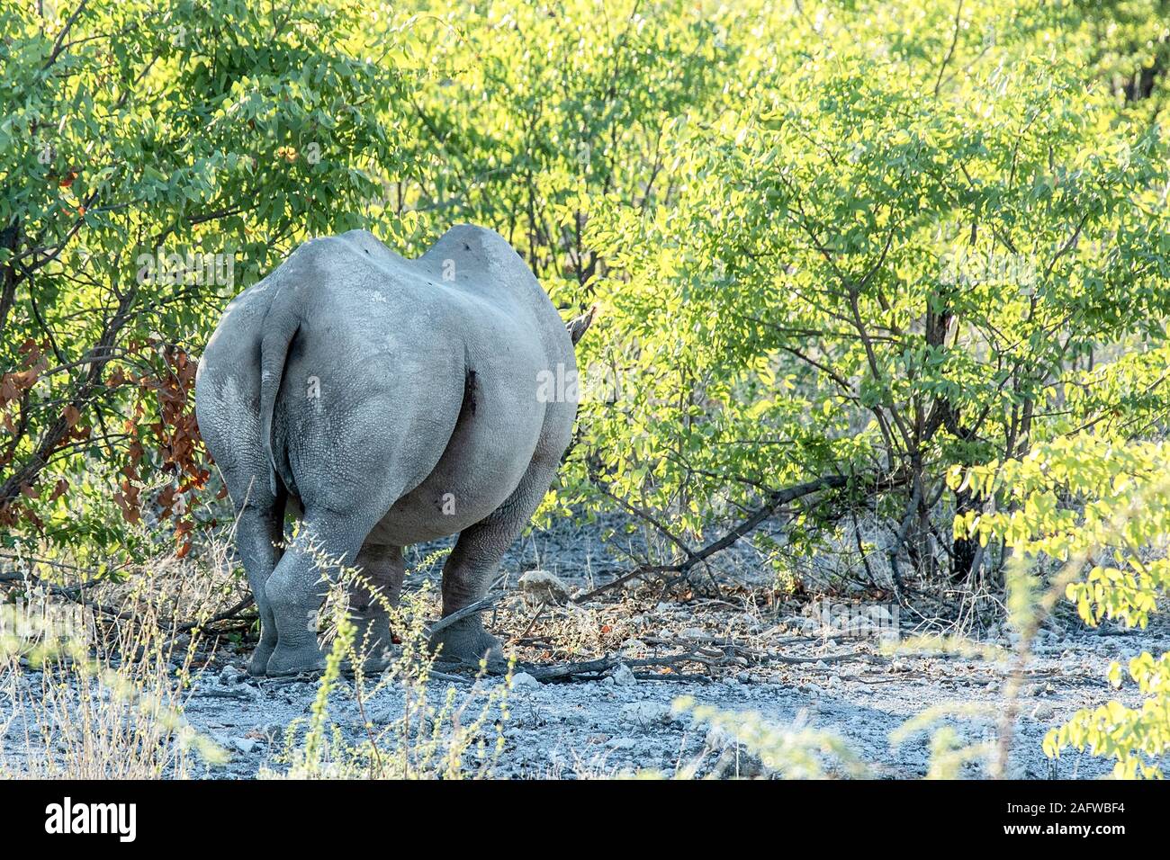 Big bum hi-res stock photography and images - Alamy