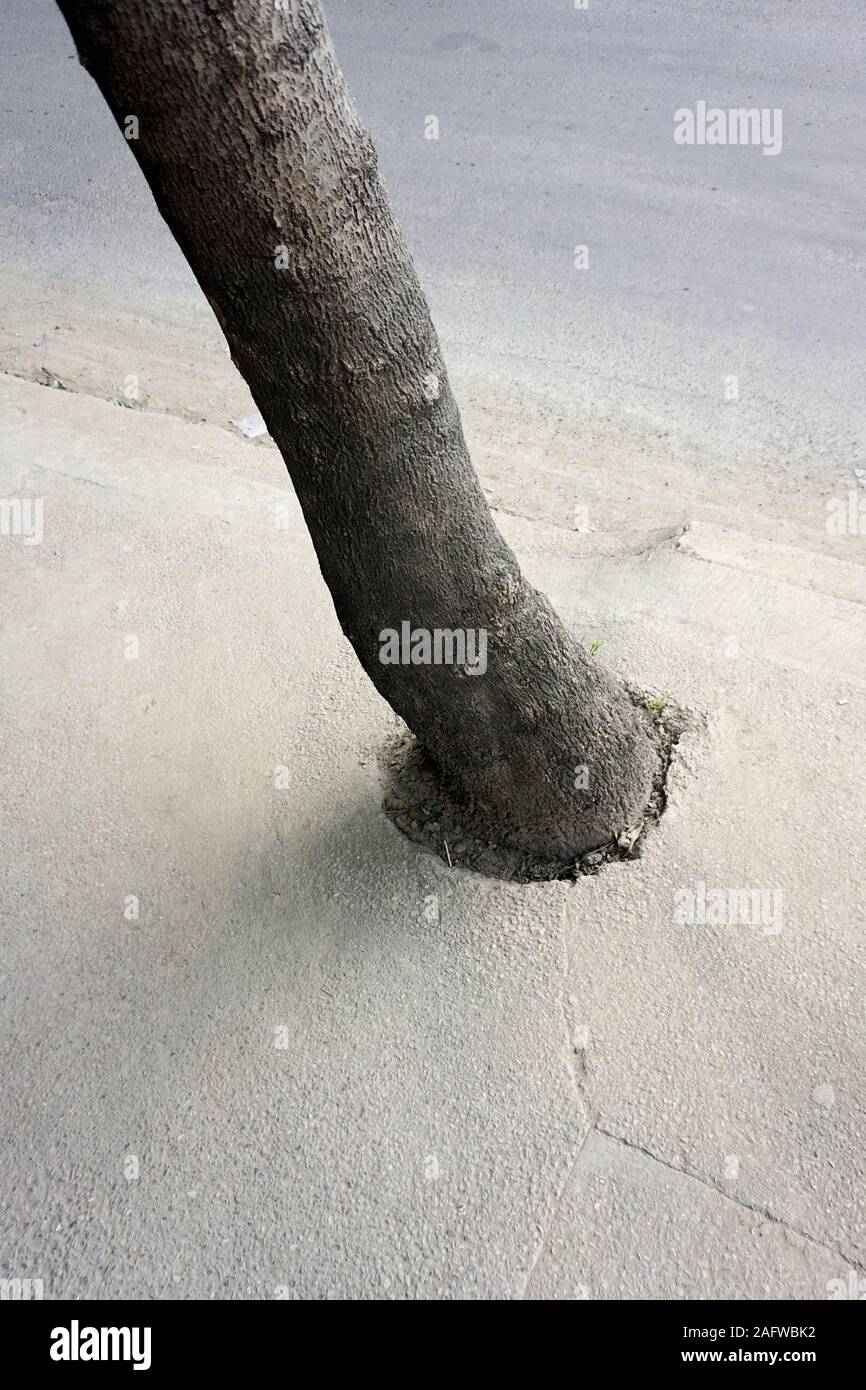 Tree growing out of concrete Stock Photo - Alamy
