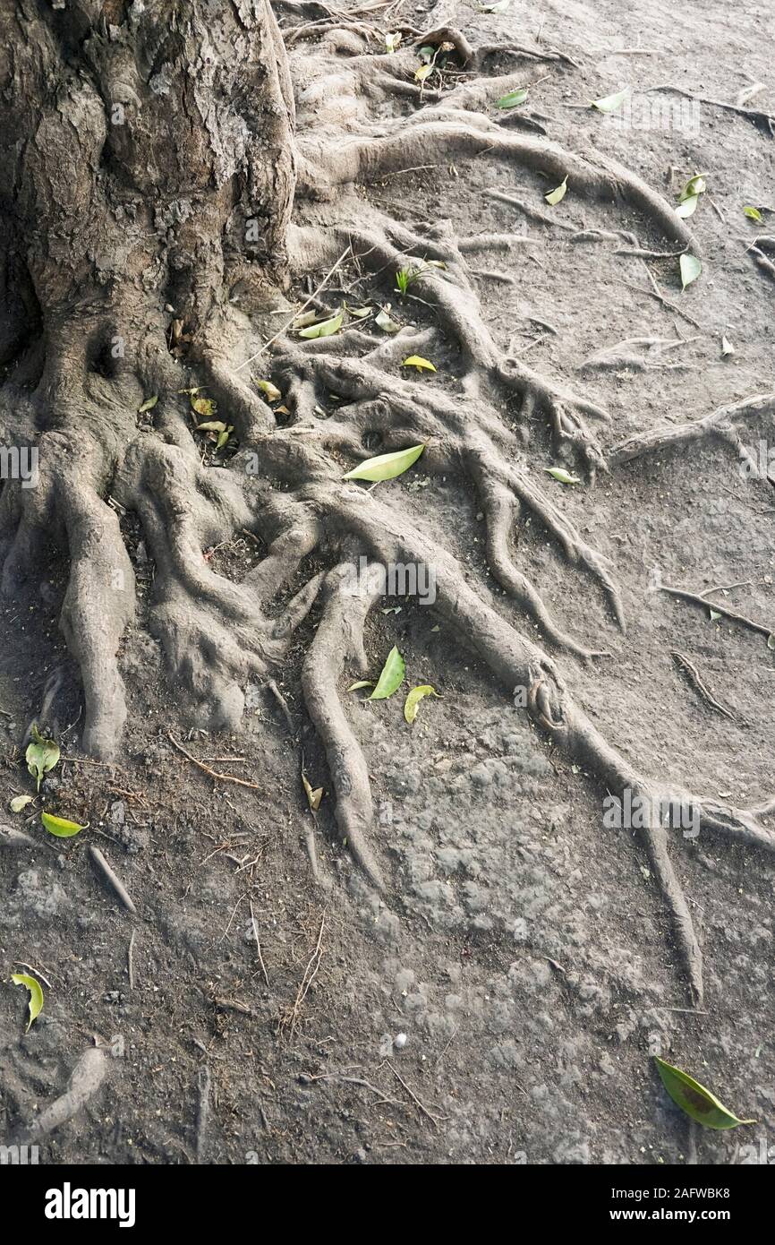 Exposed exposing hi-res stock photography and images - Alamy