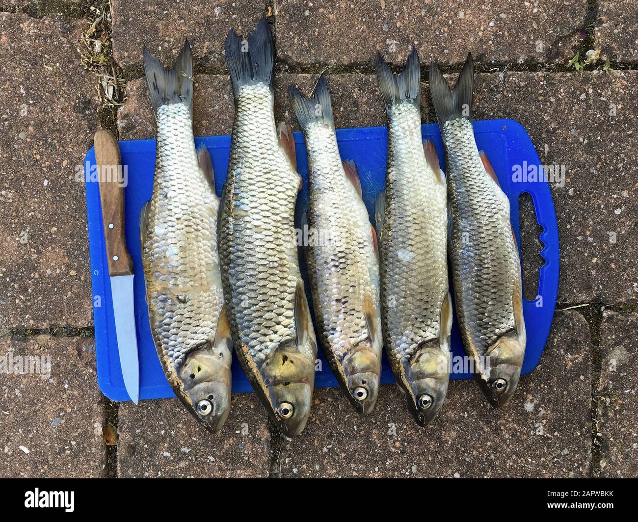 Chub fish hi-res stock photography and images - Alamy