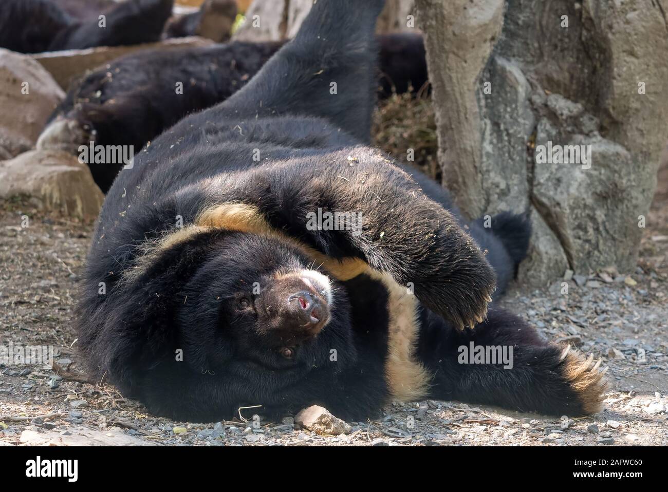 Funny Moment of Himalayan Black Bear Lie Down on The Ground Isolated on ...