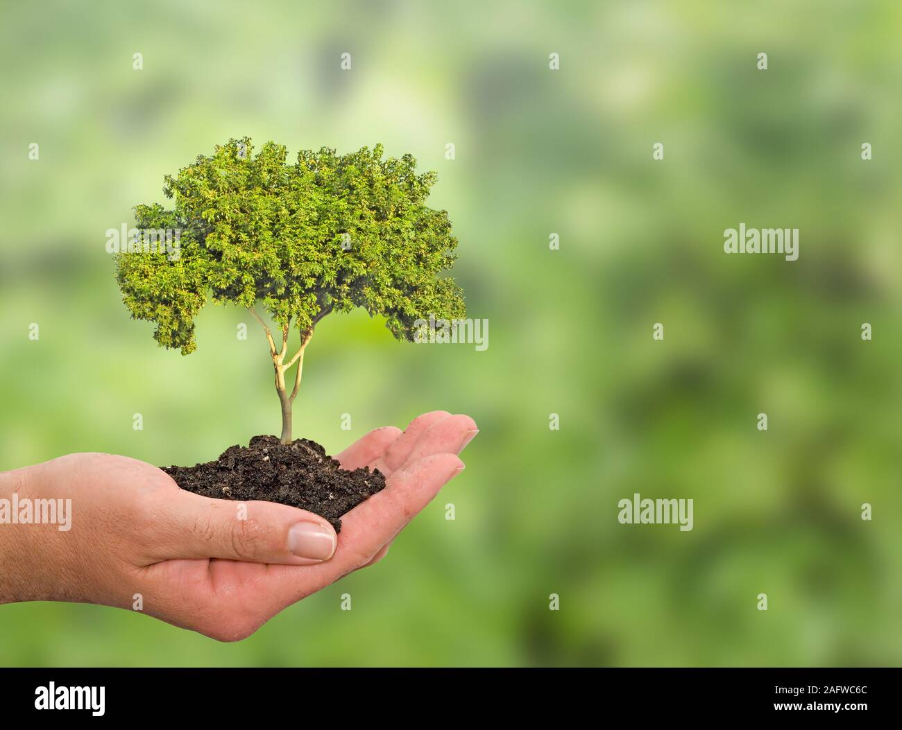 tree in hand Stock Photo - Alamy