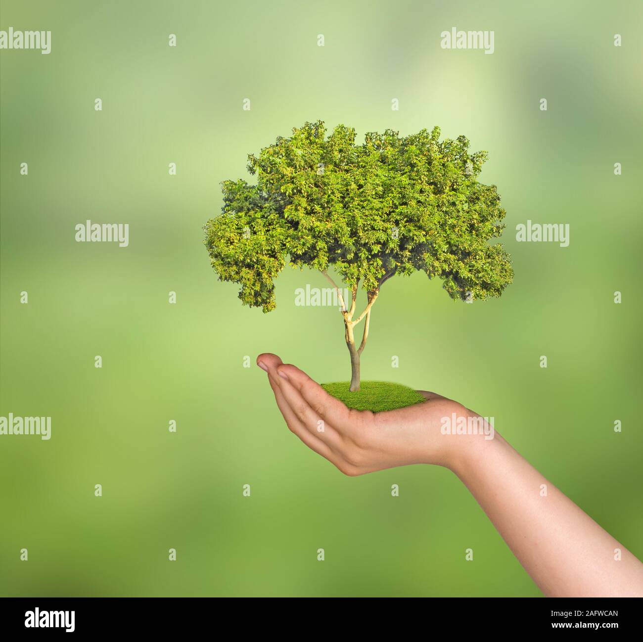 tree in hand Stock Photo - Alamy