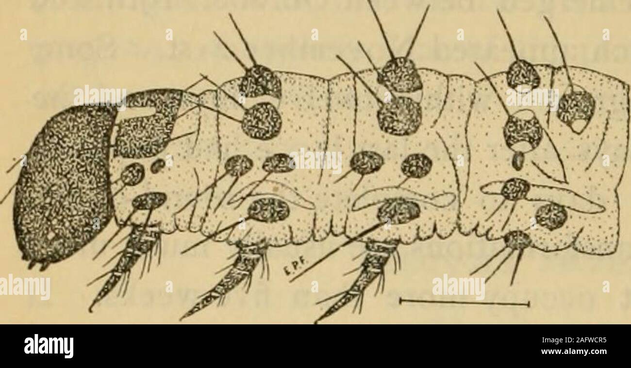 . Report on the injurious and other insects of the State of New York ...