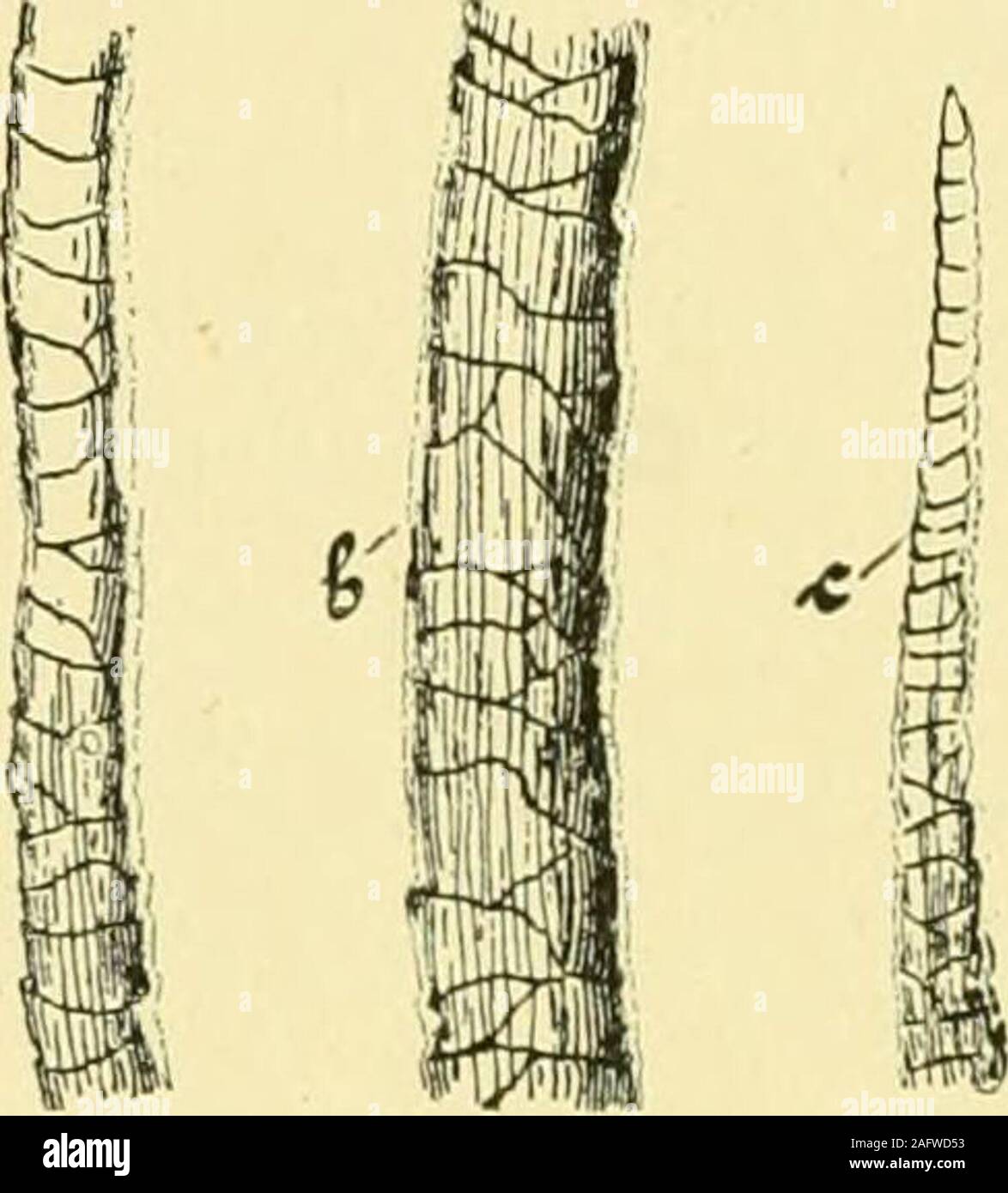 . Textile raw materials and their conversion into yarns : (the study of ...