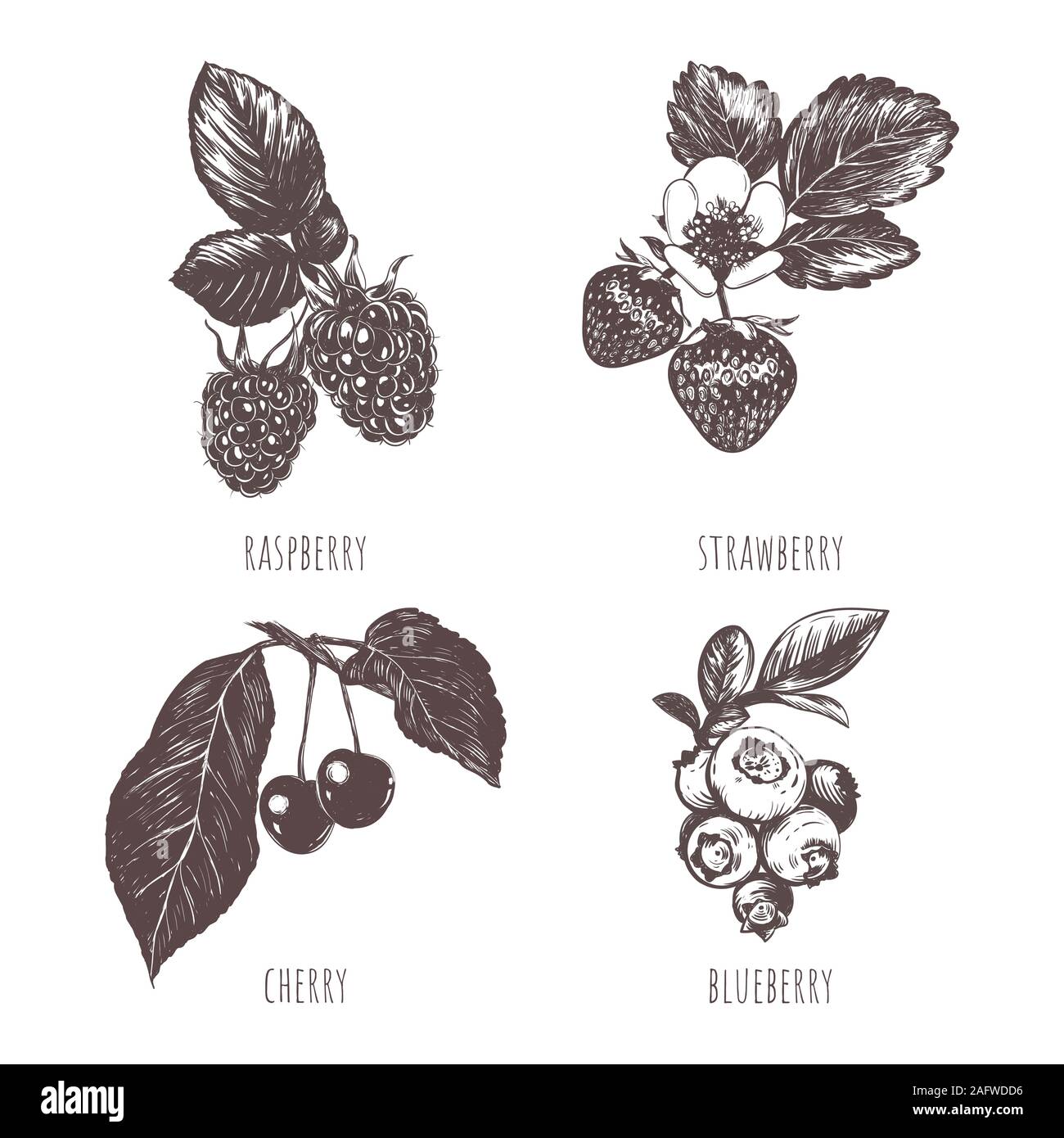 Collection of berries sketch hand drawing Stock Vector Image & Art - Alamy