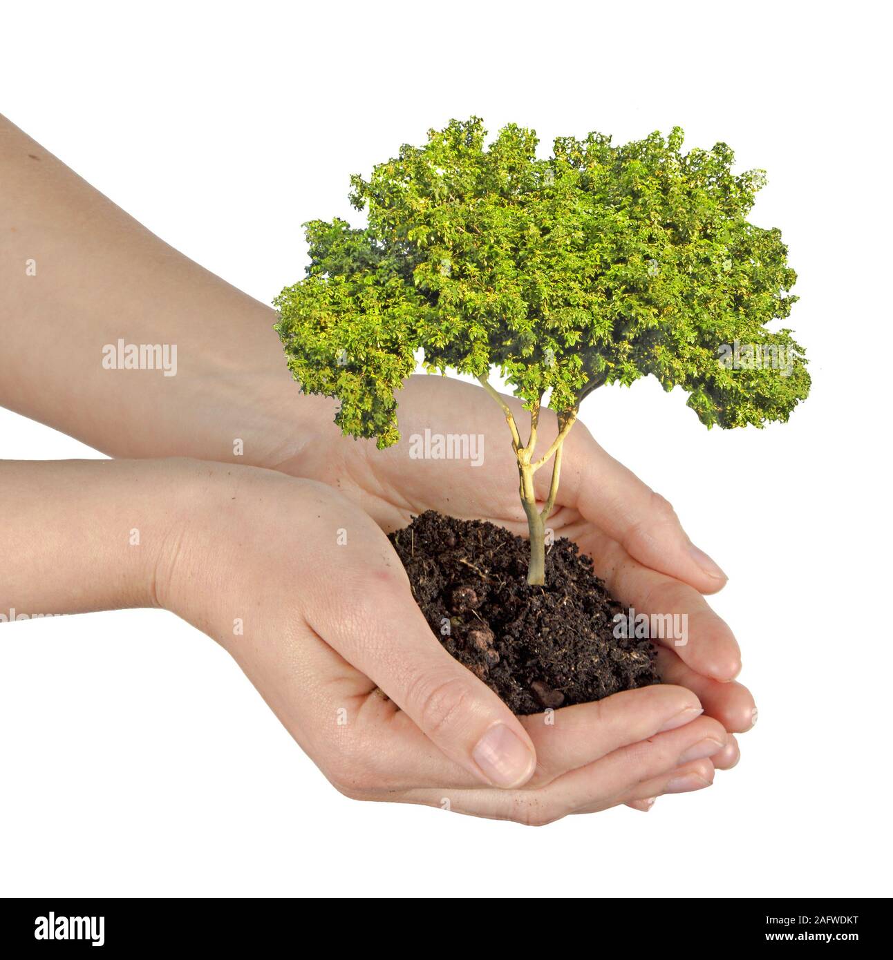tree in hands Stock Photo - Alamy