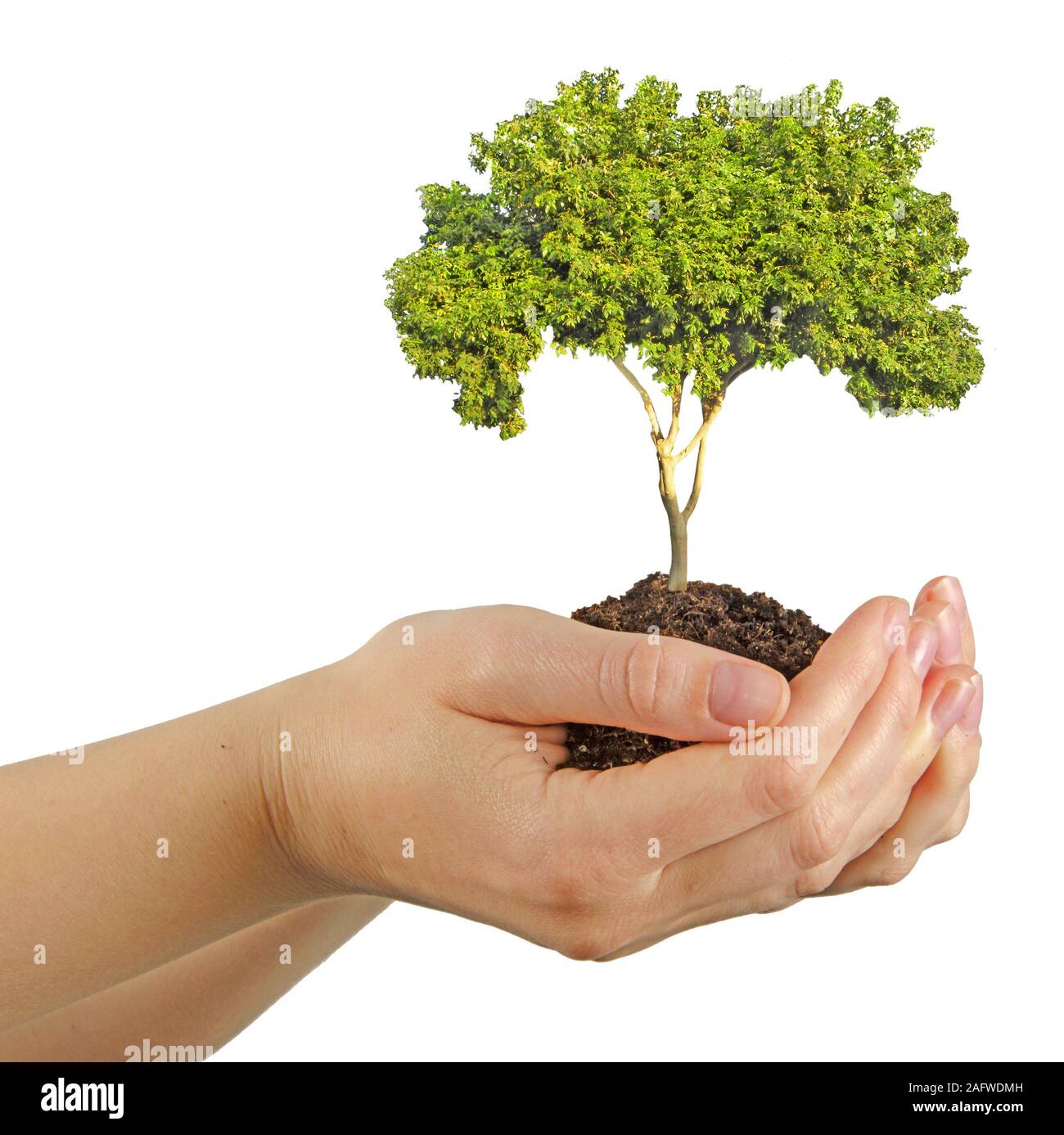 tree in hands Stock Photo - Alamy