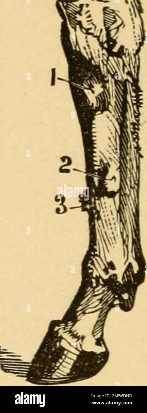 Bone spavin hi-res stock photography and images - Alamy