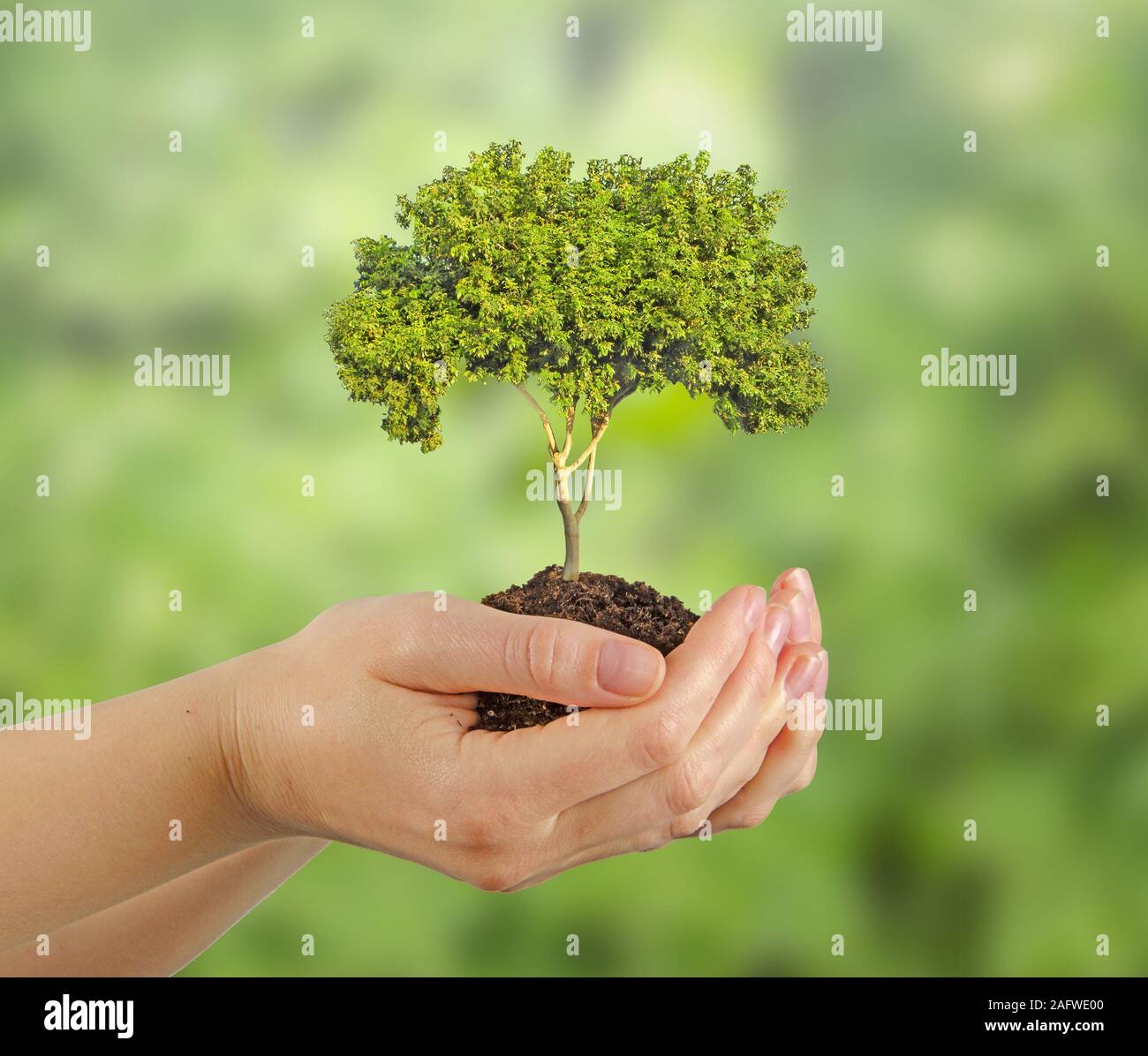 tree in hands Stock Photo - Alamy