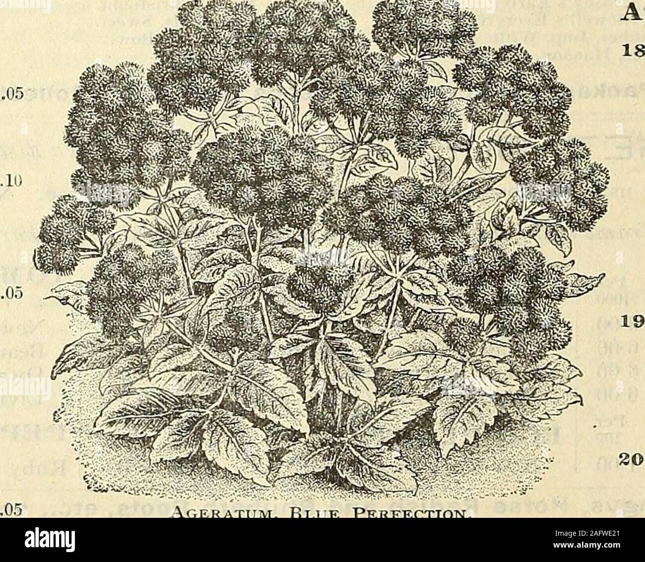 Featheryflowers hi-res stock photography and images - Alamy