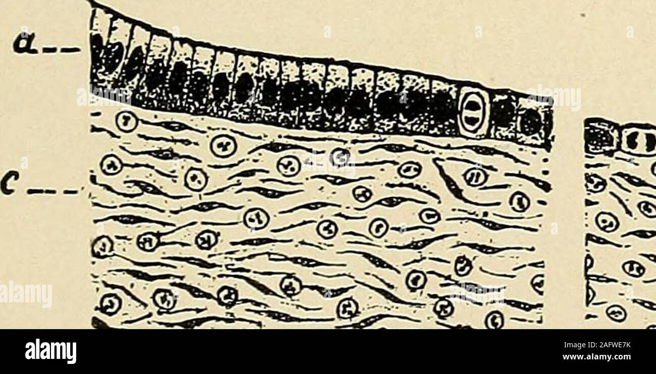 . The diagnosis and treatment of diseases of women. Fig. 588. The ...
