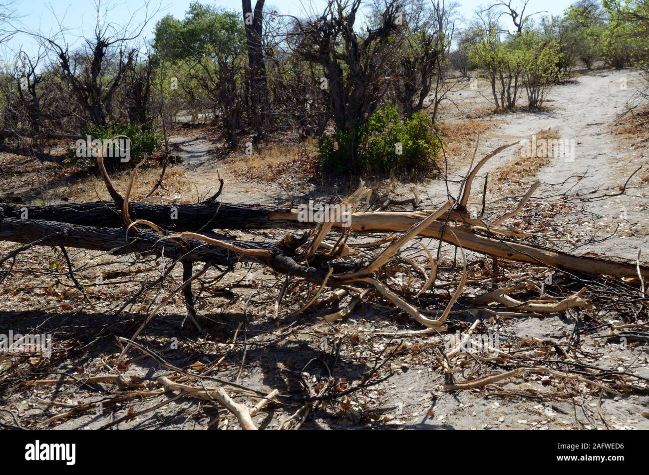 Damage to tree Moamai National park caused by elephants Botswana Africa ...