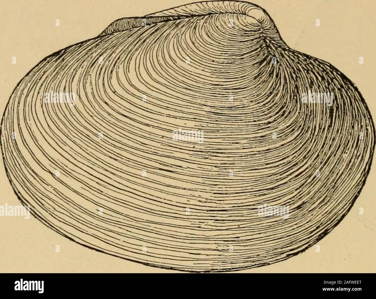 Graceful fig shell hi-res stock photography and images - Alamy