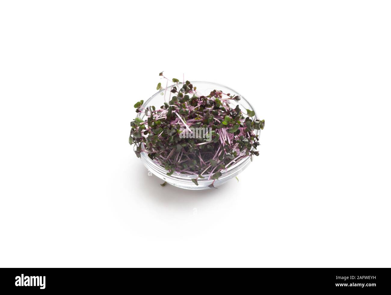 White plate fresh microgreens hi-res stock photography and images - Alamy